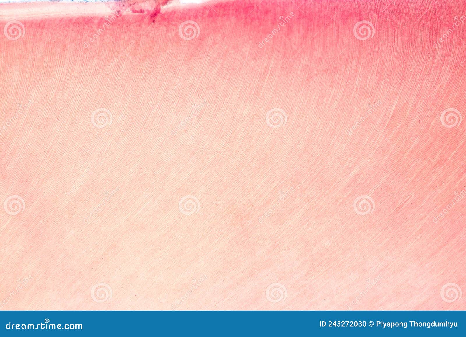 Tooth Development from Human Under Microscope . Stock Photo - Image of ...