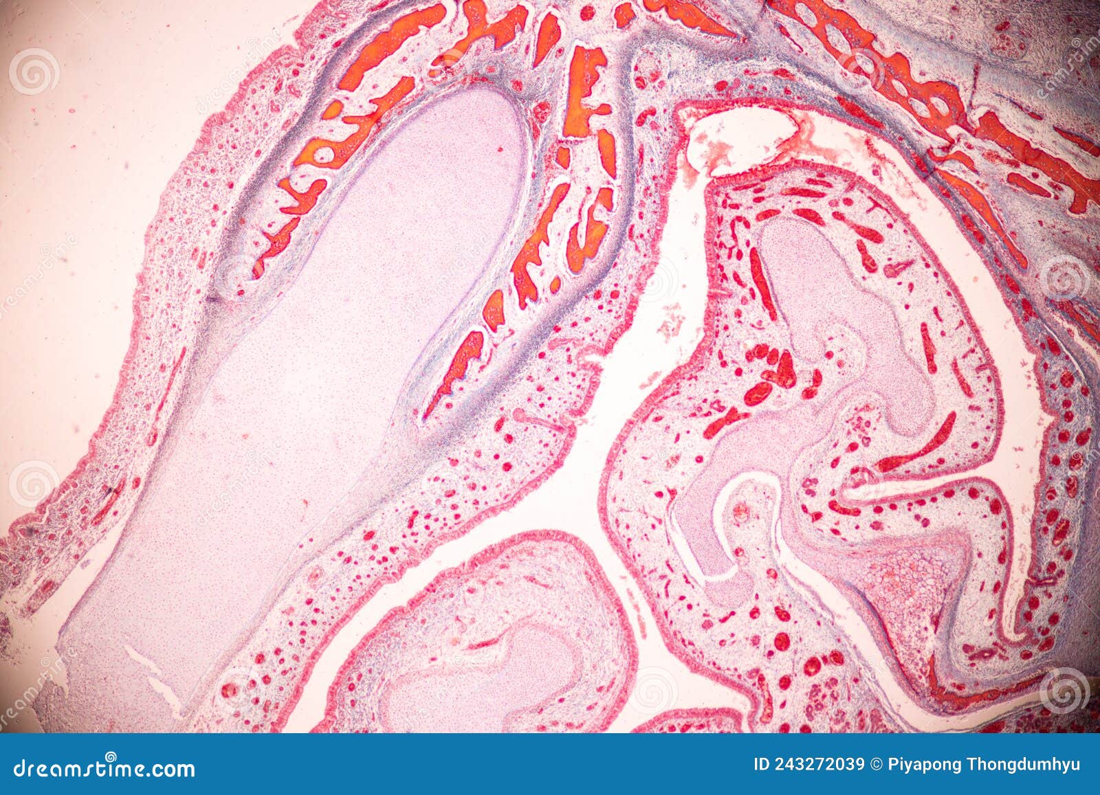 Tooth Development from Human Under Microscope . Stock Image - Image of ...