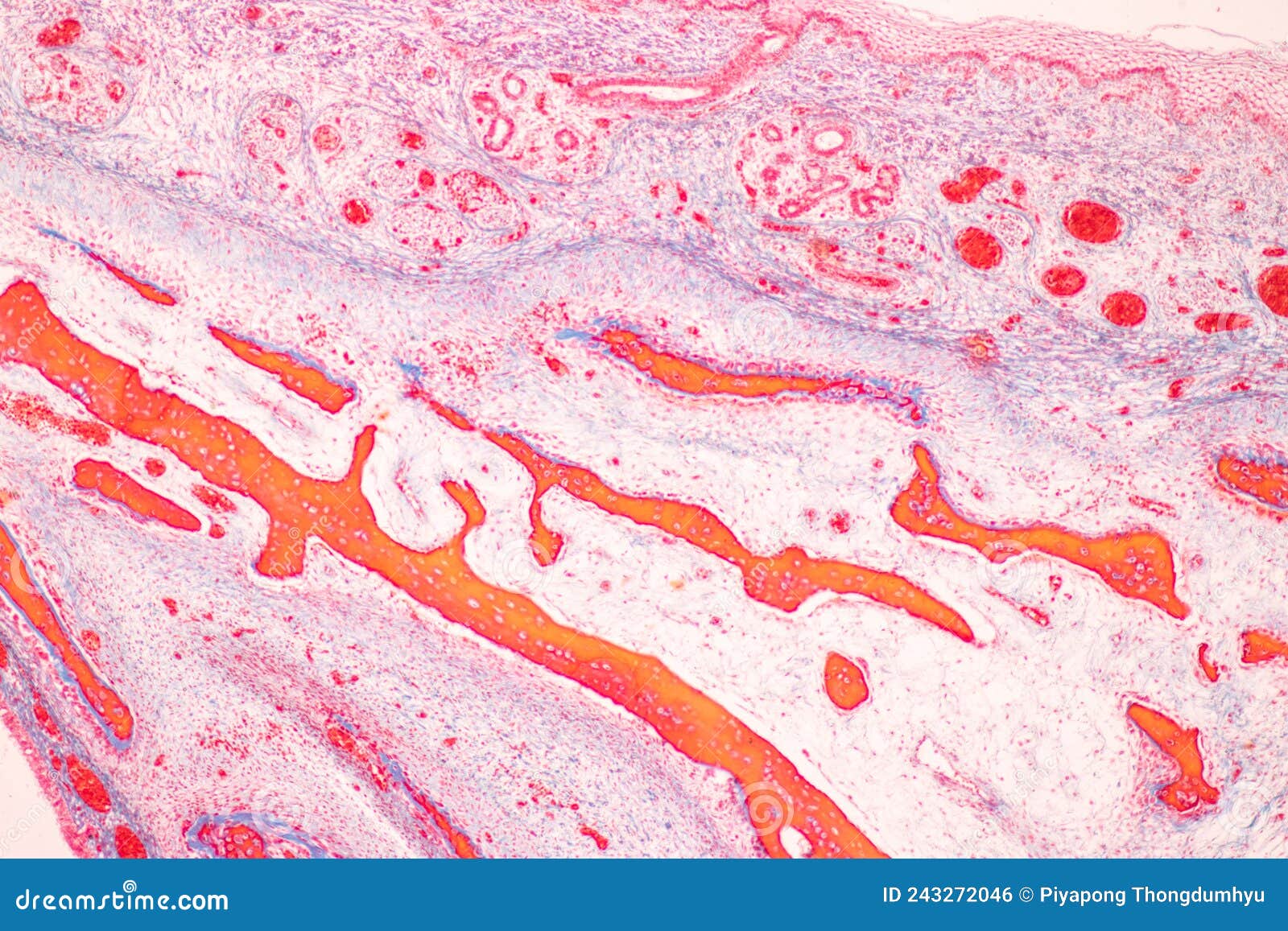 Tooth Development from Human Under Microscope . Stock Photo - Image of ...