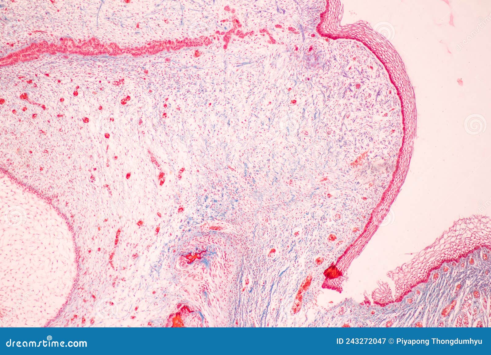 Tooth Development from Human Under Microscope . Stock Image - Image of ...