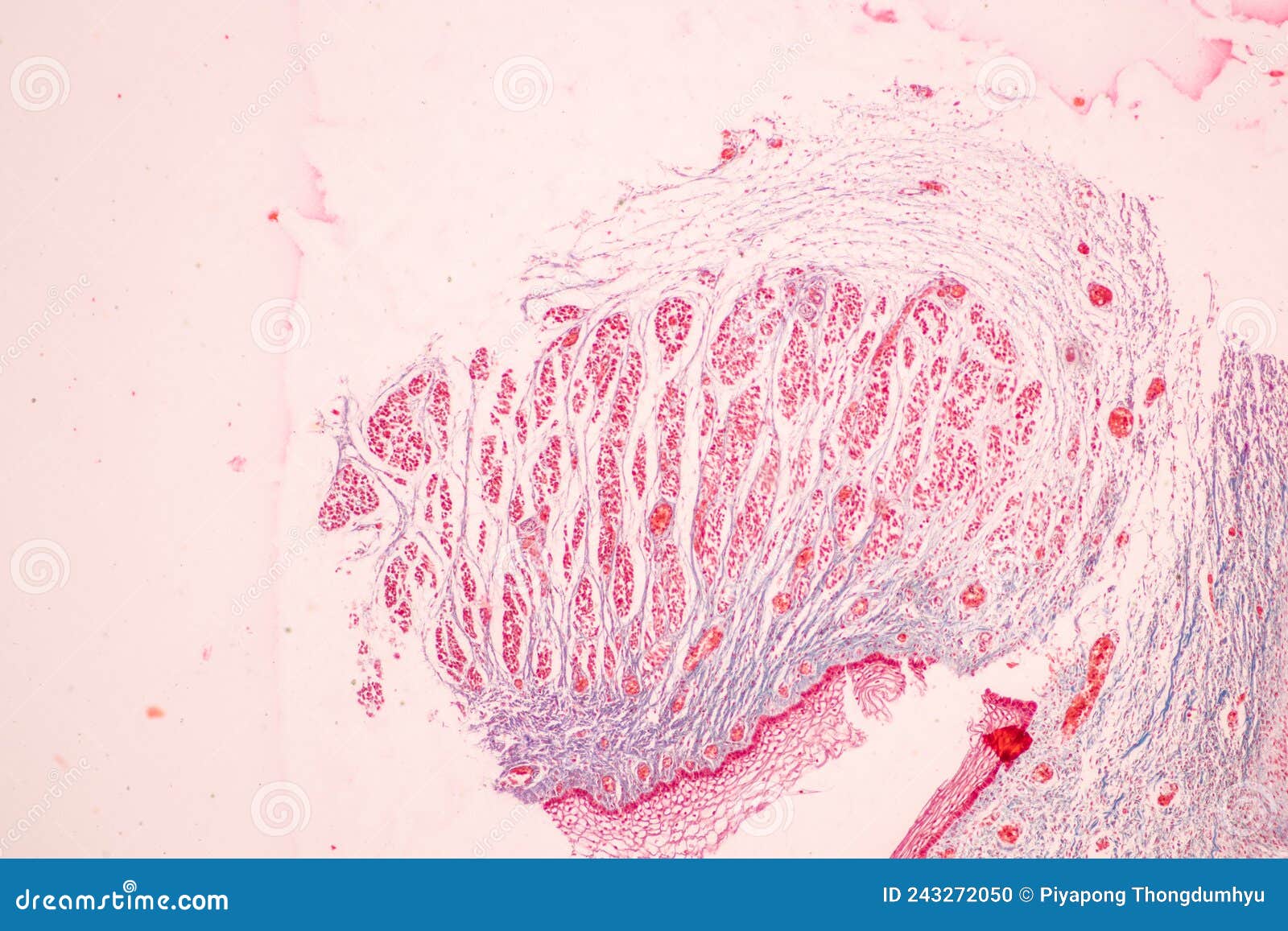 Tooth Development from Human Under Microscope . Stock Photo - Image of ...