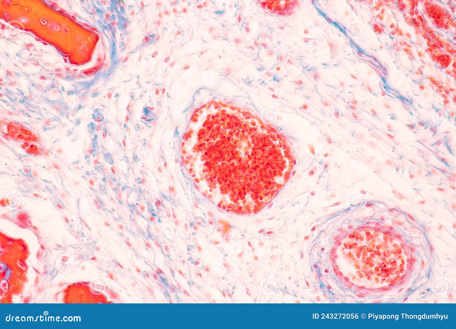 Tooth Development from Human Under Microscope . Stock Photo - Image of ...