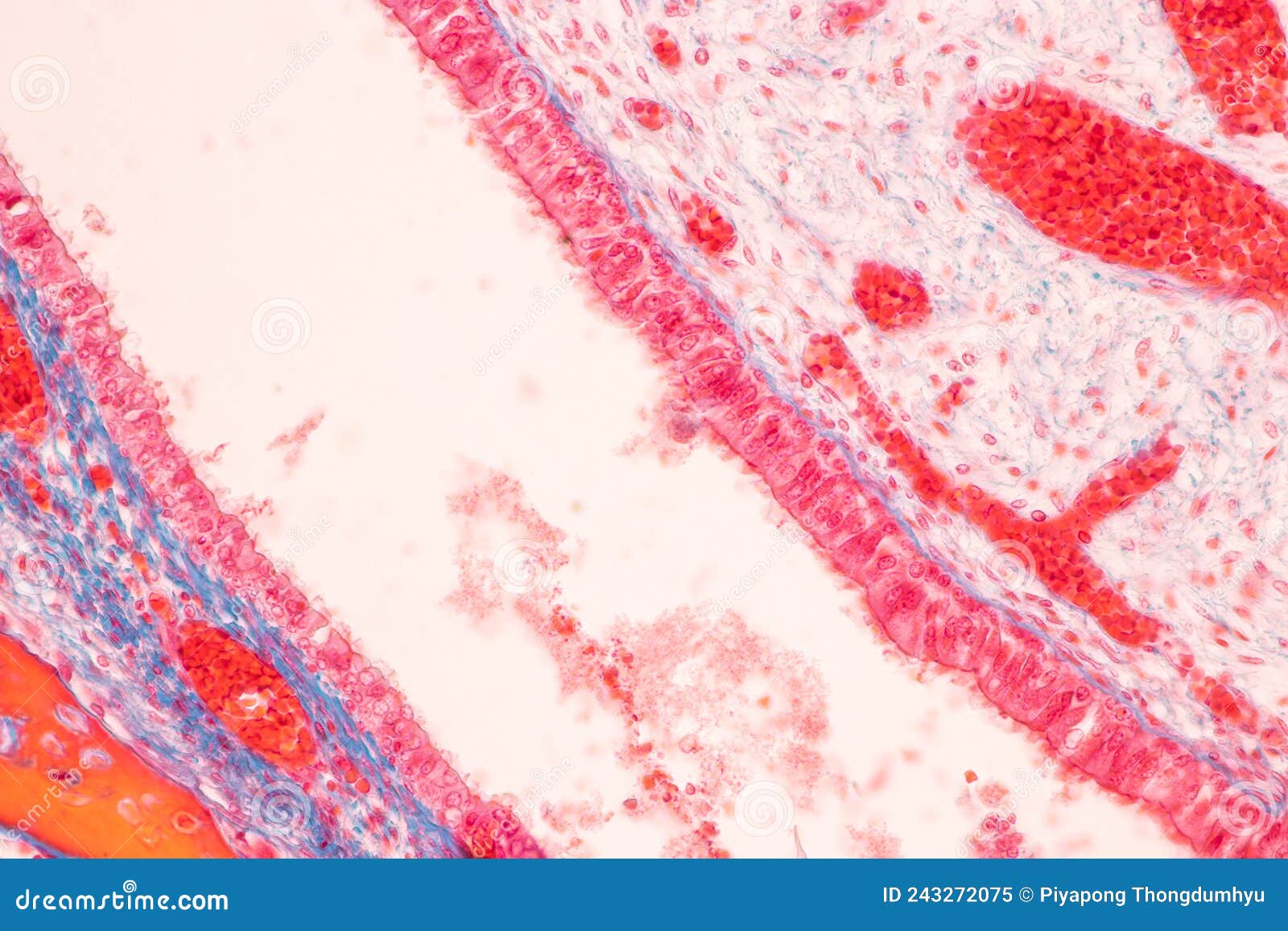 Tooth Development from Human Under Microscope . Stock Image - Image of ...