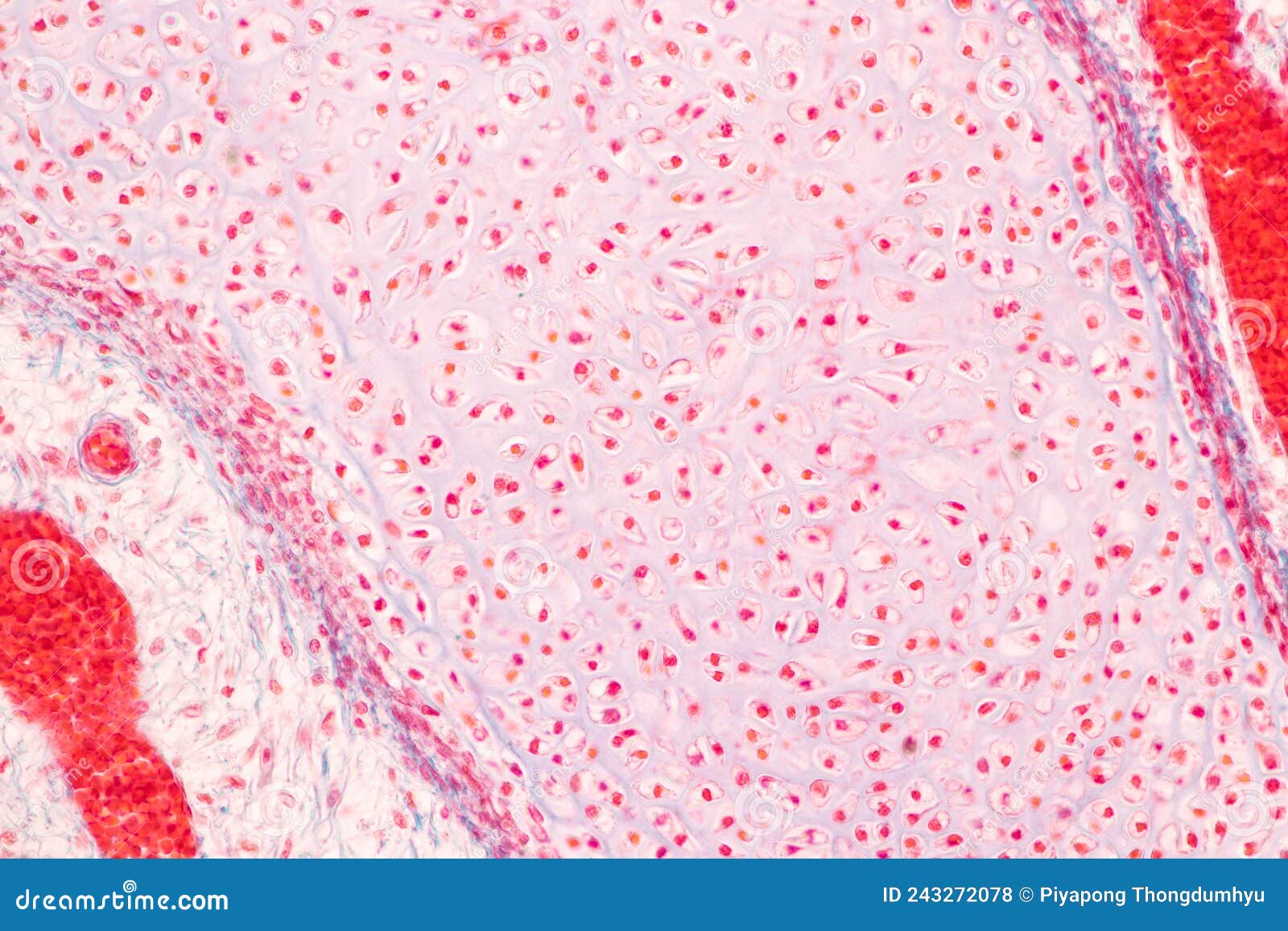 Tooth Development from Human Under Microscope . Stock Photo - Image of ...