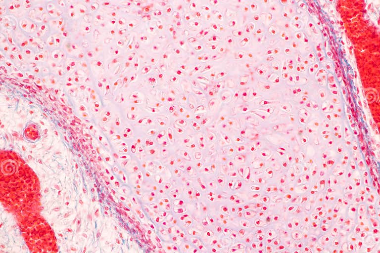 Tooth Development from Human Under Microscope . Stock Photo - Image of ...