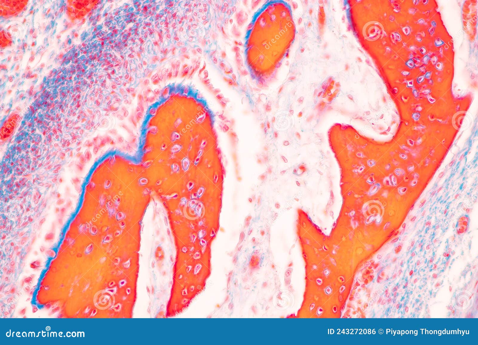 Tooth Development from Human Under Microscope . Stock Photo - Image of ...