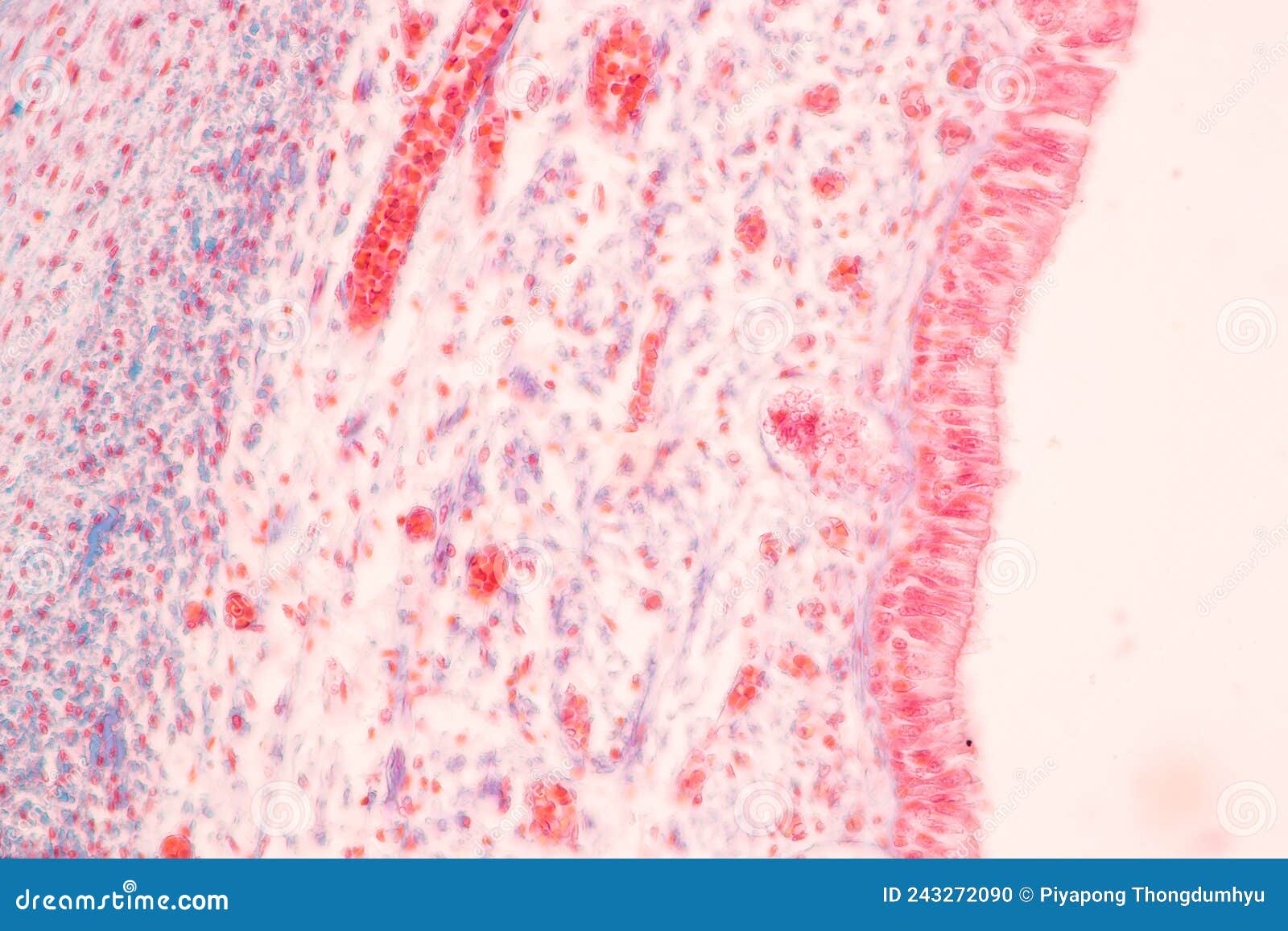 Tooth Development from Human Under Microscope . Stock Photo - Image of ...
