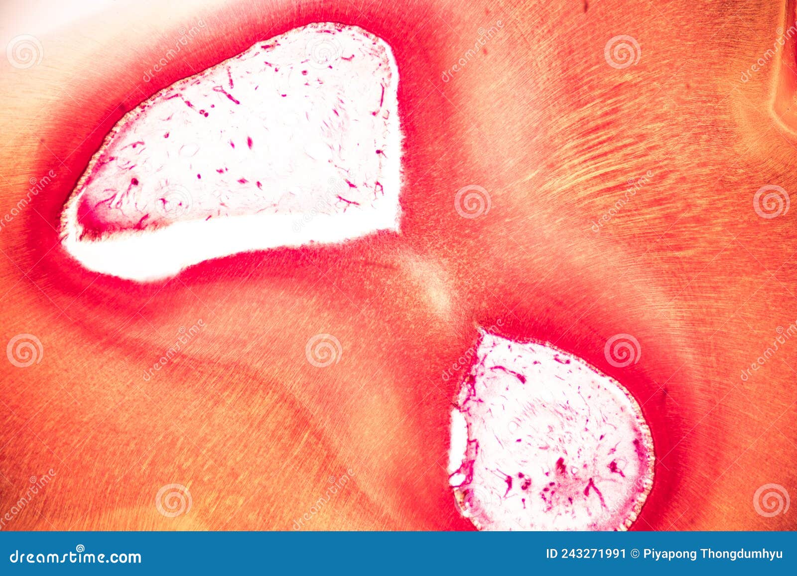 Tooth Development from Human Under Microscope . Stock Image - Image of ...