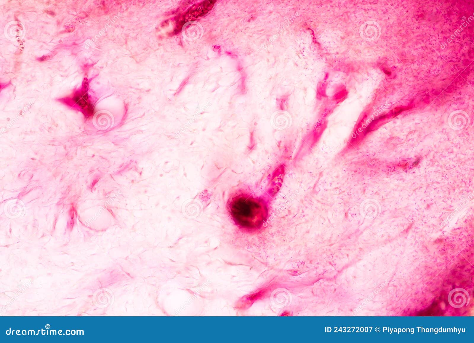 Tooth Development from Human Under Microscope . Stock Image - Image of ...