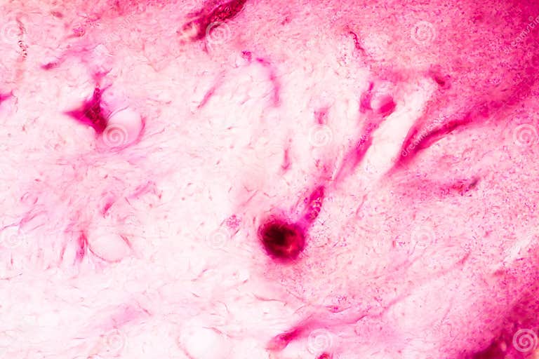 Tooth Development from Human Under Microscope . Stock Image - Image of ...