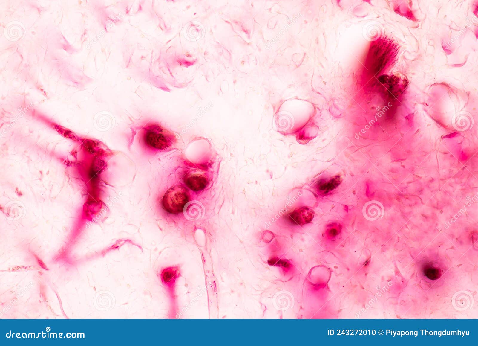 Tooth Development from Human Under Microscope . Stock Photo - Image of ...