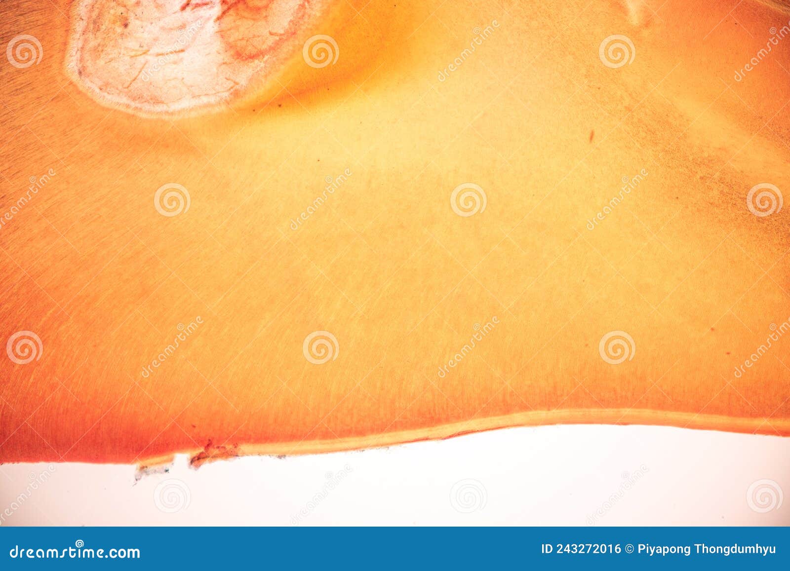 Tooth Development from Human Under Microscope . Stock Photo - Image of ...