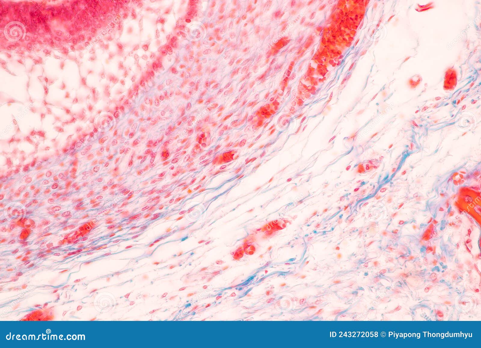 Tooth Development from Human Under Microscope . Stock Photo - Image of ...