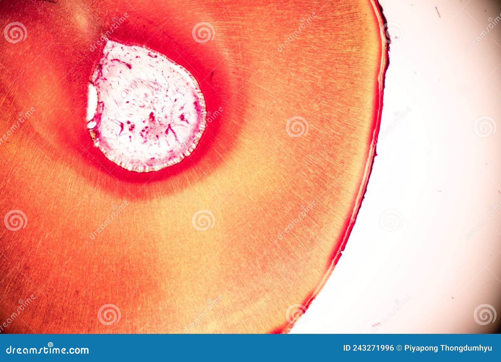 Tooth Development from Human Under Microscope . Stock Photo - Image of ...