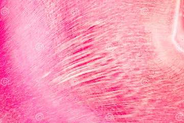 Tooth Development from Human Under Microscope . Stock Image - Image of ...