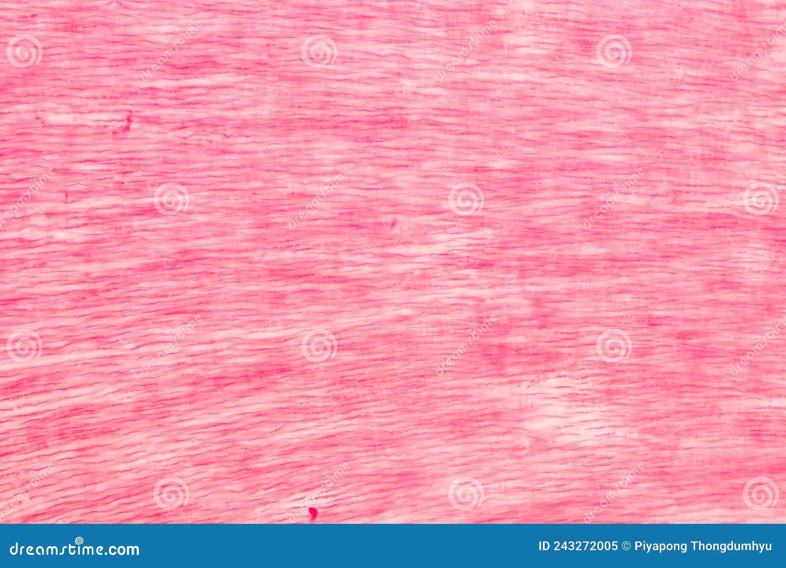 Tooth Development from Human Under Microscope . Stock Image - Image of ...