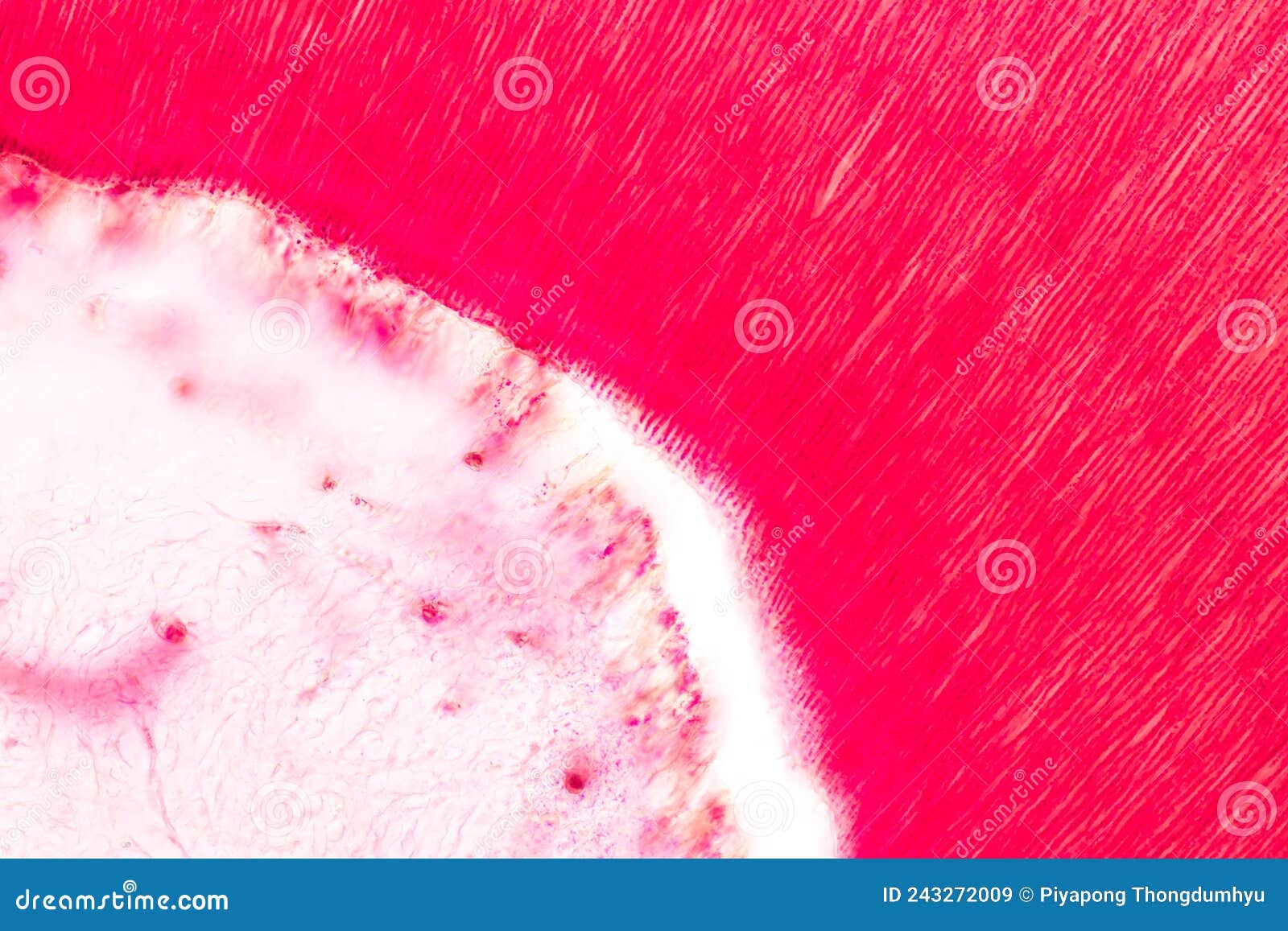 Tooth Development from Human Under Microscope . Stock Image - Image of ...