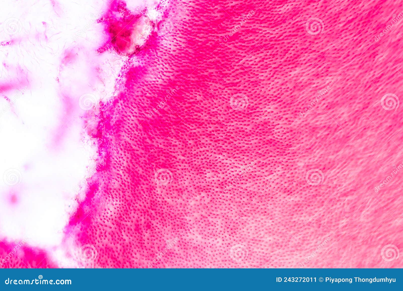 Tooth Development from Human Under Microscope . Stock Image - Image of ...