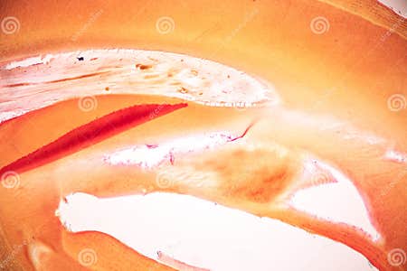 Tooth Development from Human Under Microscope . Stock Image - Image of ...