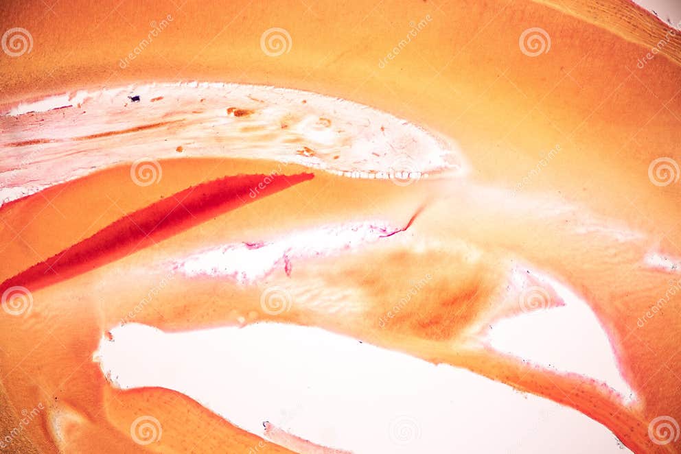 Tooth Development from Human Under Microscope . Stock Image - Image of ...