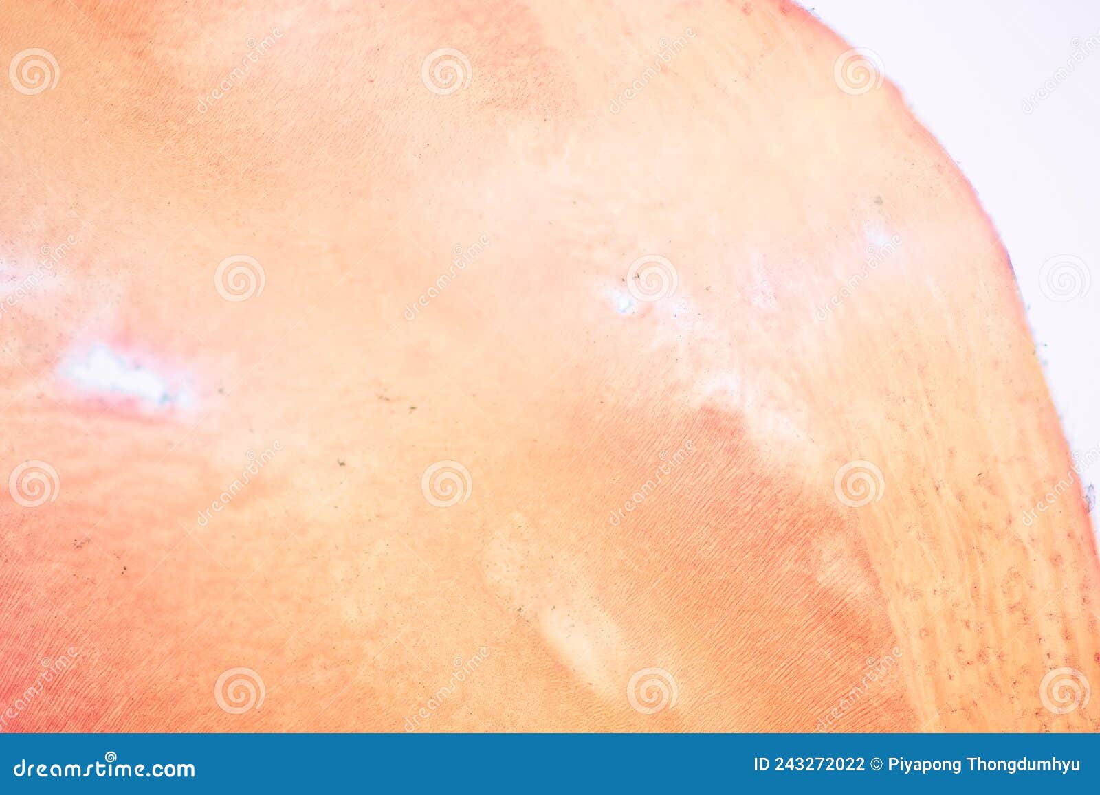 Tooth Development from Human Under Microscope . Stock Photo - Image of ...