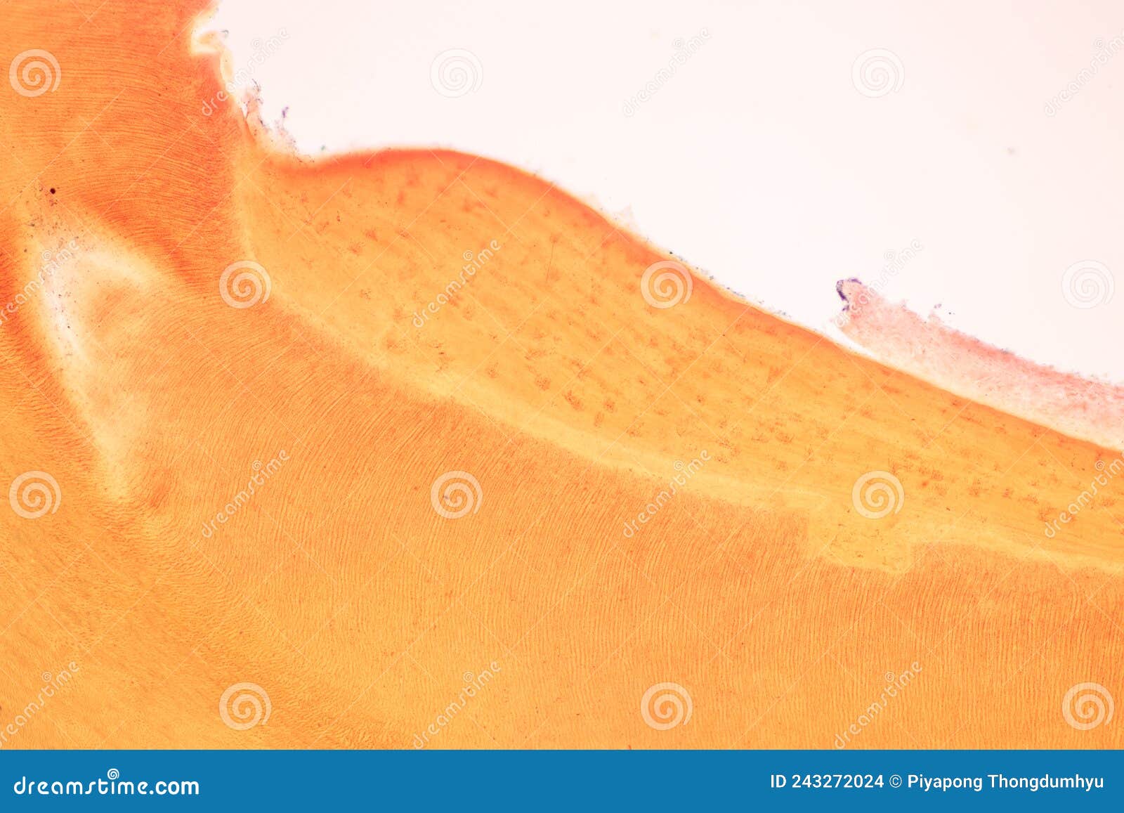 Tooth Development from Human Under Microscope . Stock Photo - Image of ...