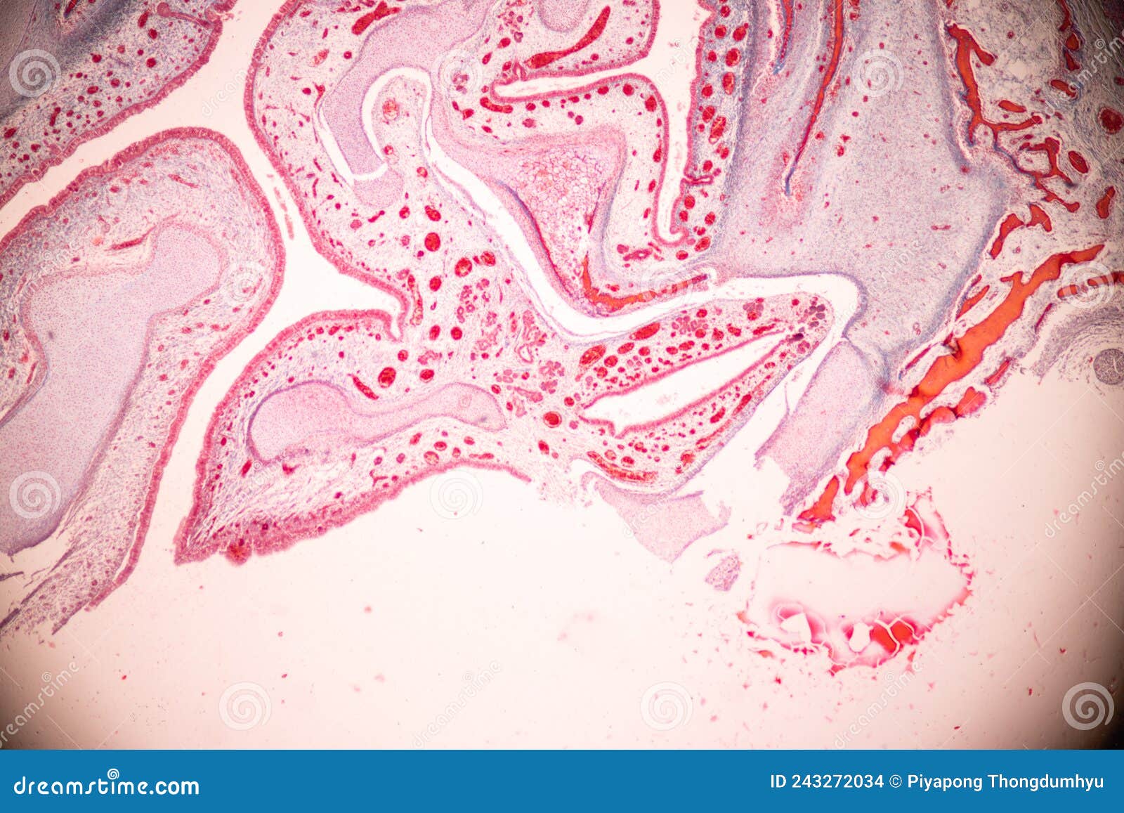 Tooth Development from Human Under Microscope . Stock Photo - Image of ...