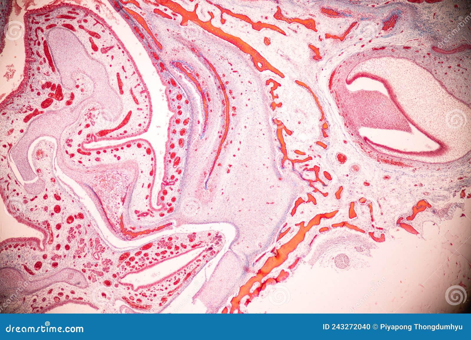 Tooth Development from Human Under Microscope . Stock Photo - Image of ...