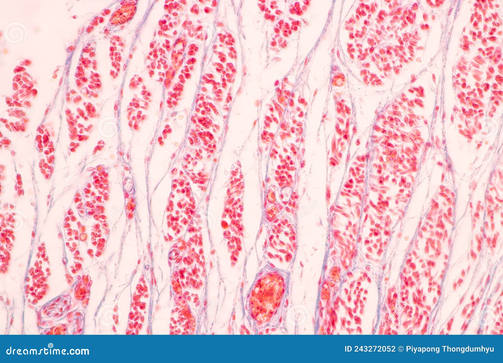 Tooth Development from Human Under Microscope . Stock Photo - Image of ...