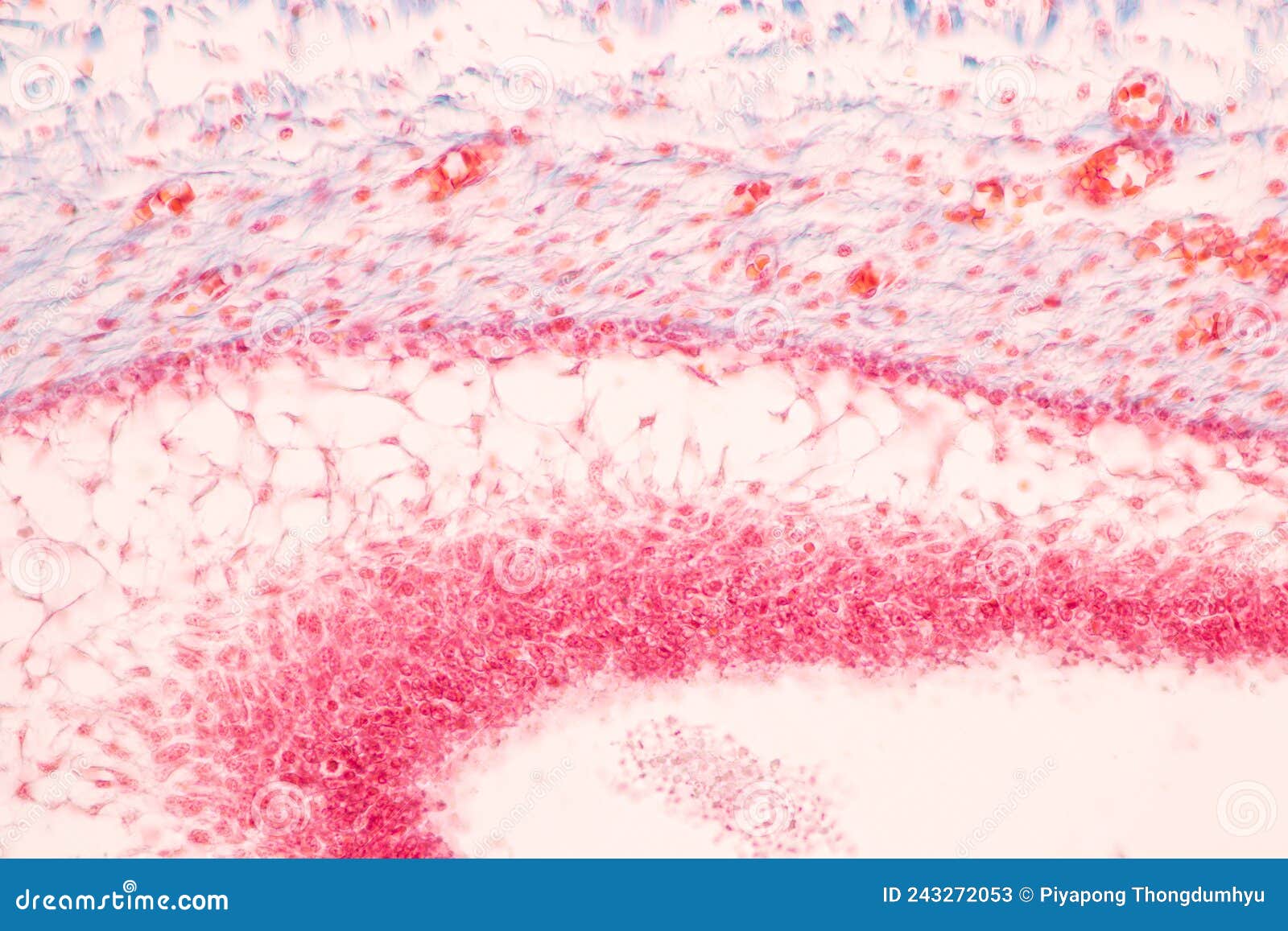 Tooth Development from Human Under Microscope . Stock Image - Image of ...