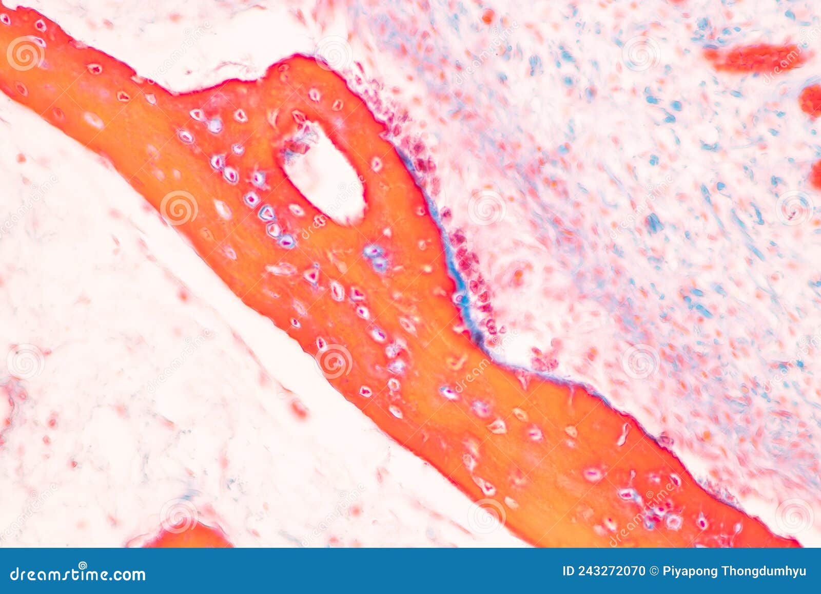 Tooth Development from Human Under Microscope . Stock Photo - Image of ...