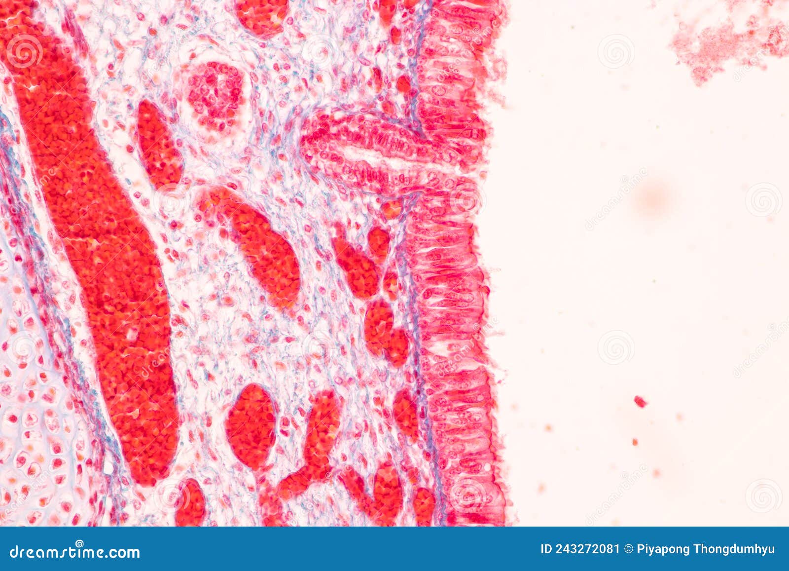 Tooth Development from Human Under Microscope . Stock Image - Image of ...