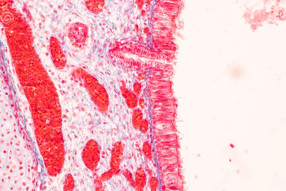 Tooth Development from Human Under Microscope . Stock Image - Image of ...