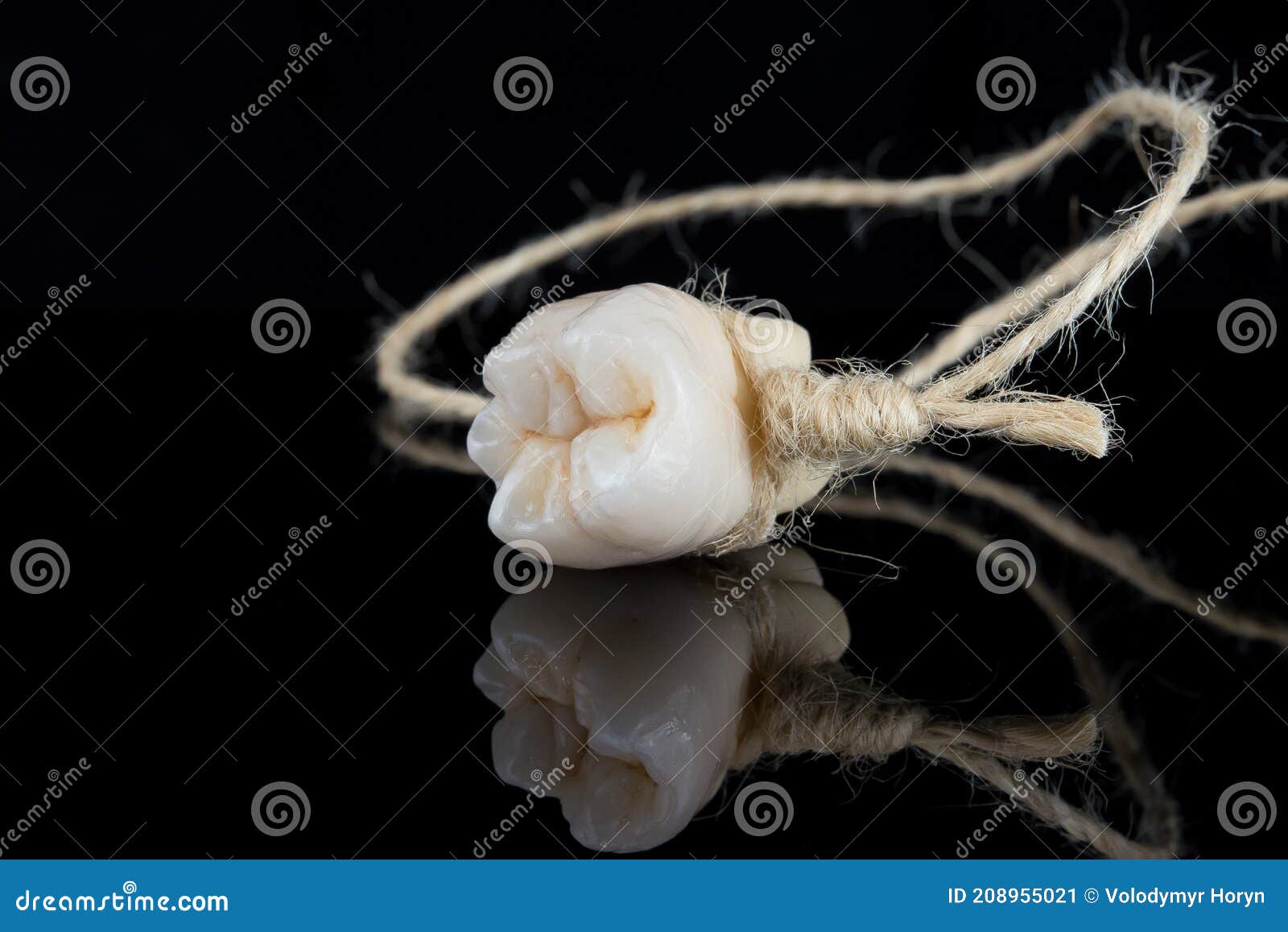 Tooth Extracting Method. Real Human Wisdom Tooth Hanging on Thread ...