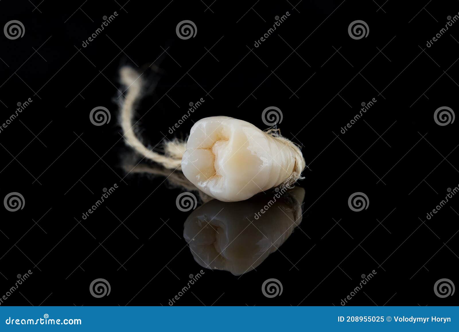 Tooth Extracting Method. Real Human Wisdom Tooth Hanging on Thread ...