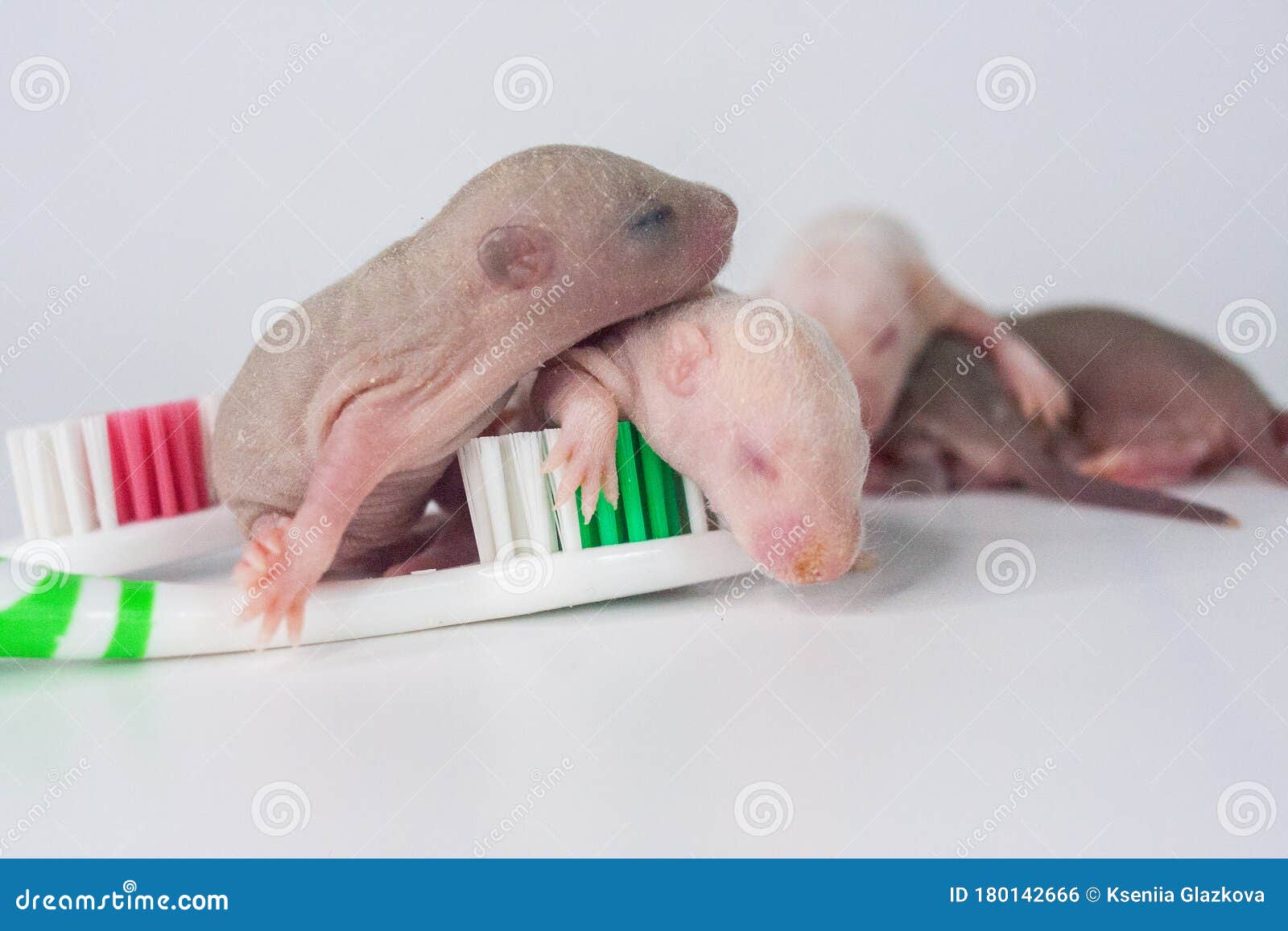 Tooth Fairy. Little Mice on a Stock Photo - Image of long, badass ...