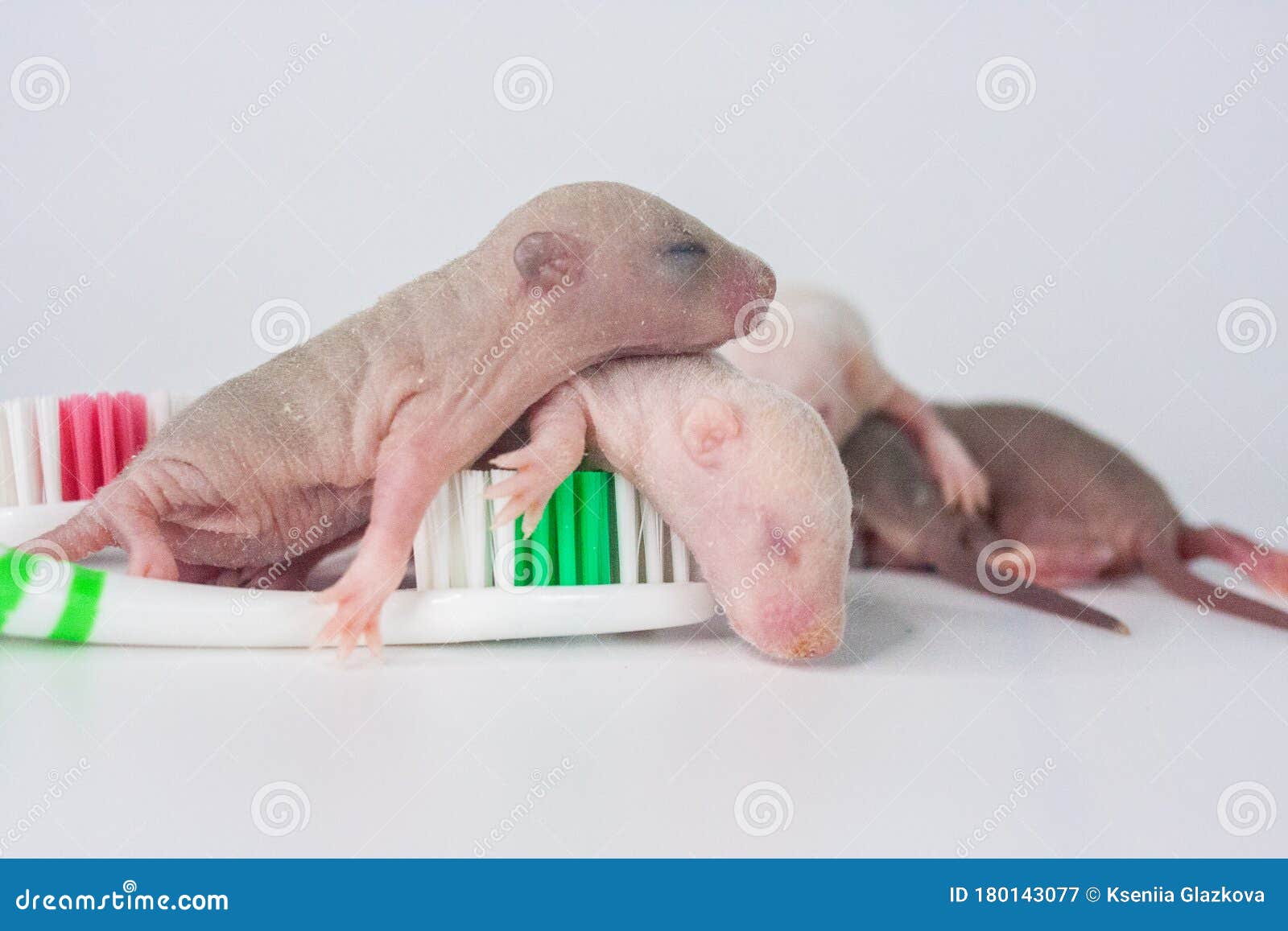 Tooth Fairy. Little Mice on a Stock Image - Image of 2020, long: 180143077