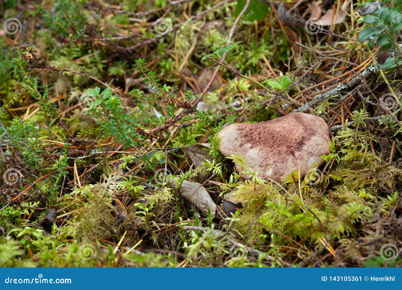 Tooth Fungus Growing among Moss in Coniferous Environment Stock Image ...
