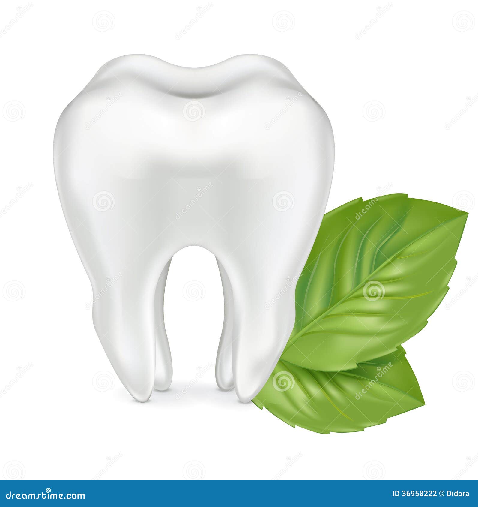 Tooth with Leaves Isolated on White Stock Vector - Illustration of ...