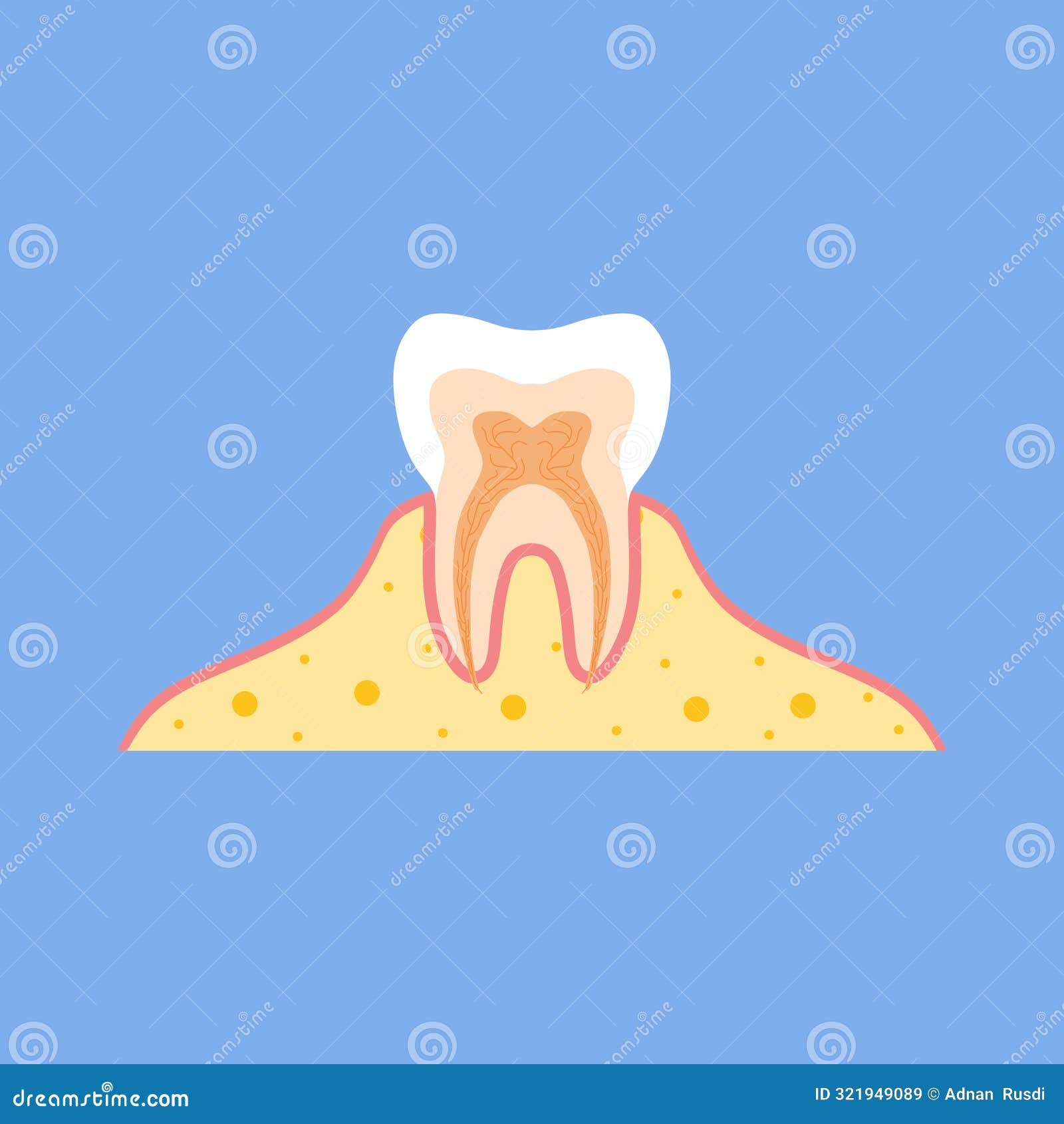 Tooth Medical Anatomy Flat Design Vector Illustration. Internal ... Tooth Medical Anatomy Flat Design Vector Illustration. Internal ...
