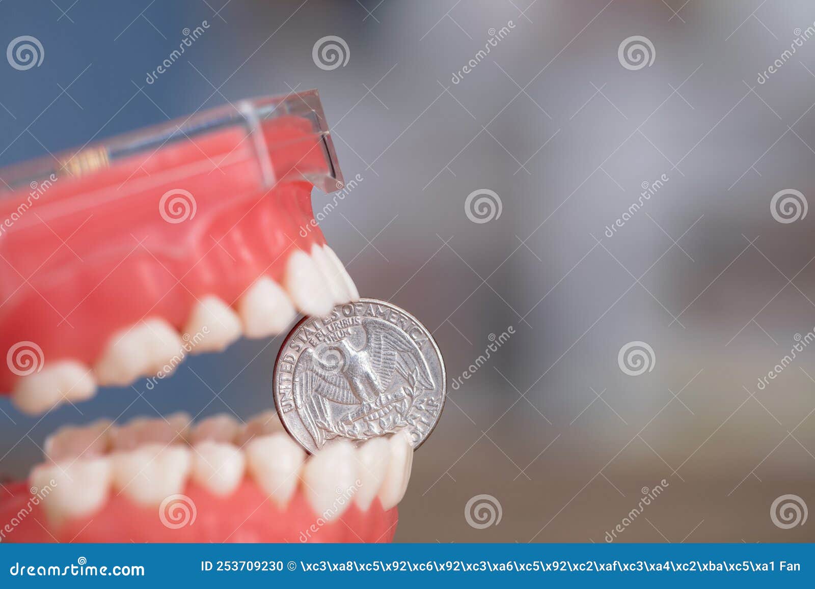 Tooth model biting a coin stock photo. Image of bite - 253709230