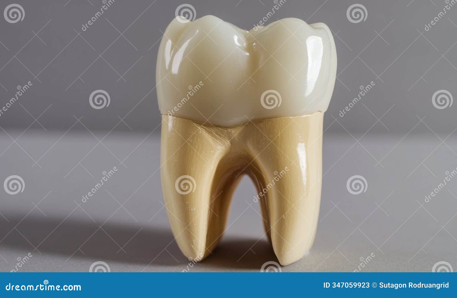 Tooth Model for Classroom Education and in Laboratory Stock ...