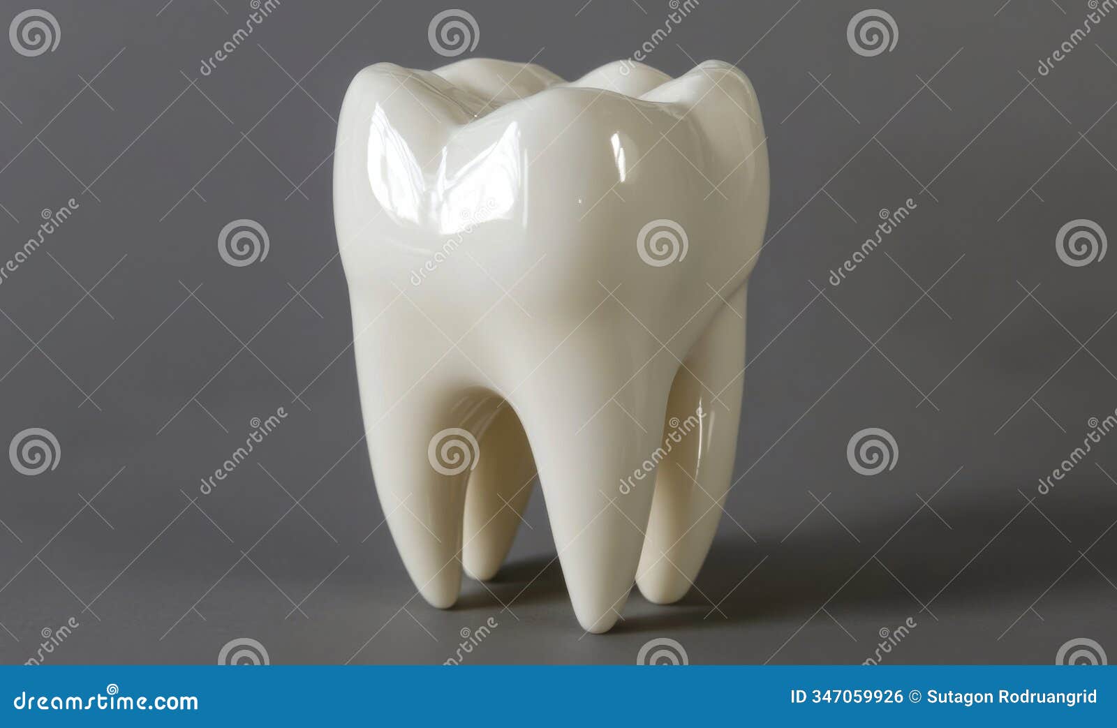 Tooth Model for Classroom Education and in Laboratory Stock ...