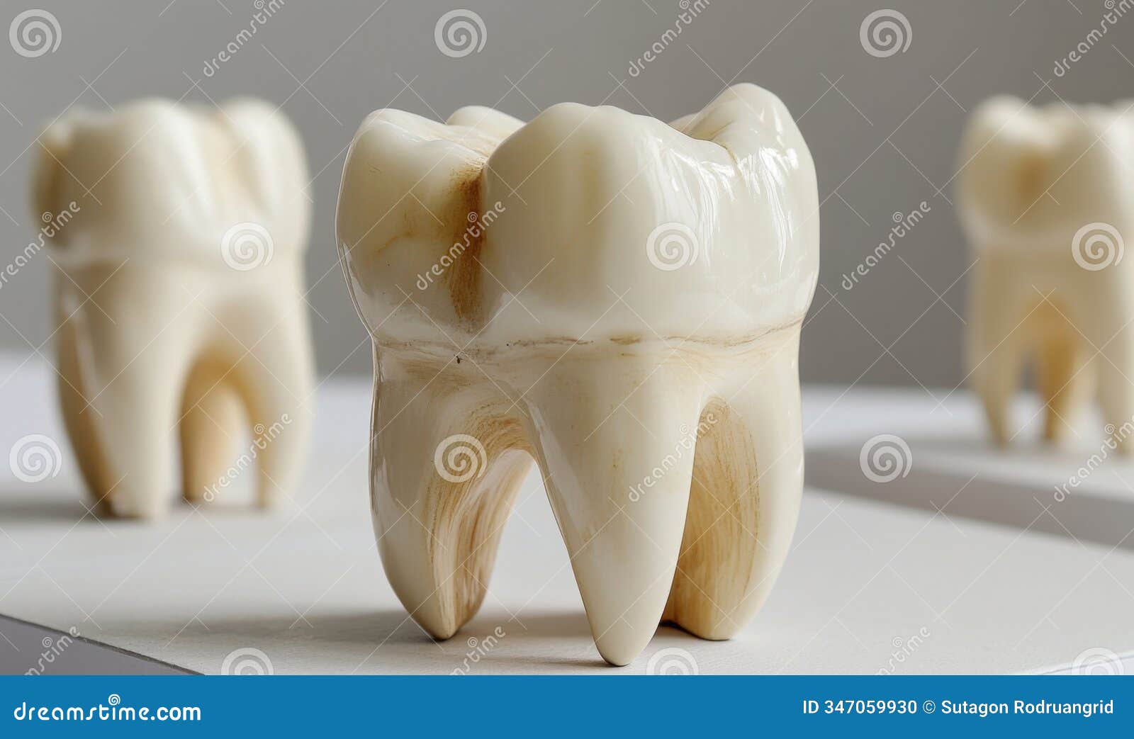 Tooth Model for Classroom Education and in Laboratory Stock ...