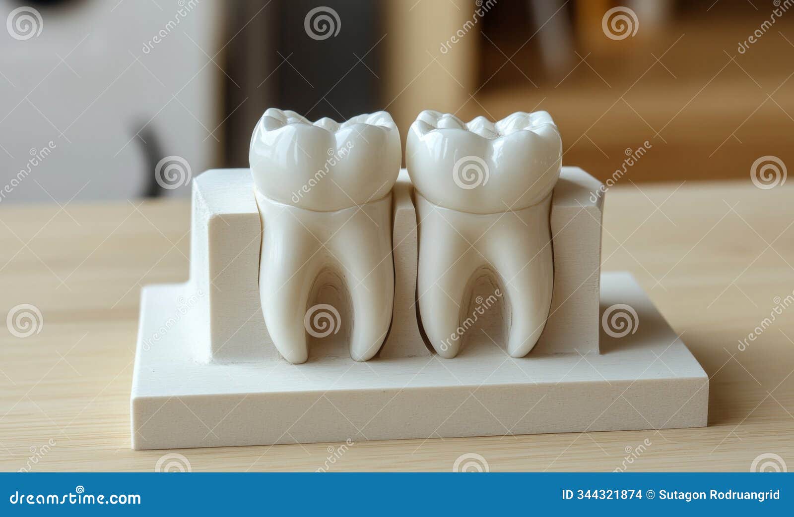 Tooth Model for Classroom Education and in Laboratory Stock ...