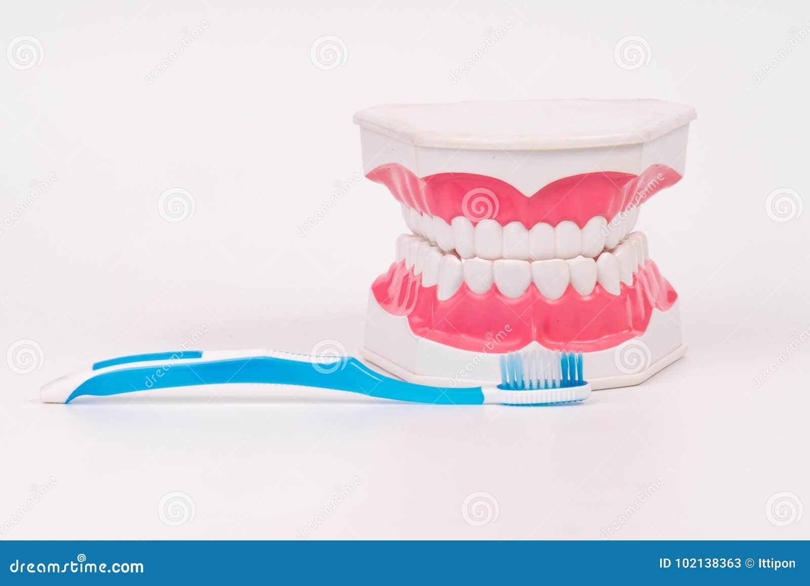 Tooth Model or Dental Model with Toothbrush Stock Image - Image of ...