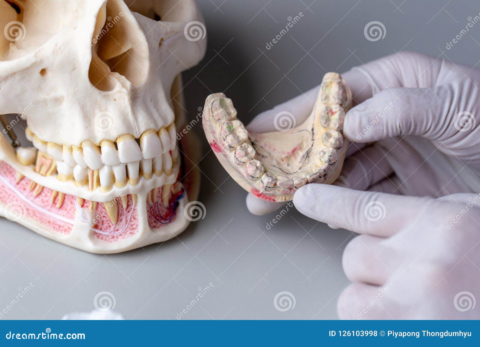 Tooth Model for Education in Laboratory. Stock Photo - Image of ...