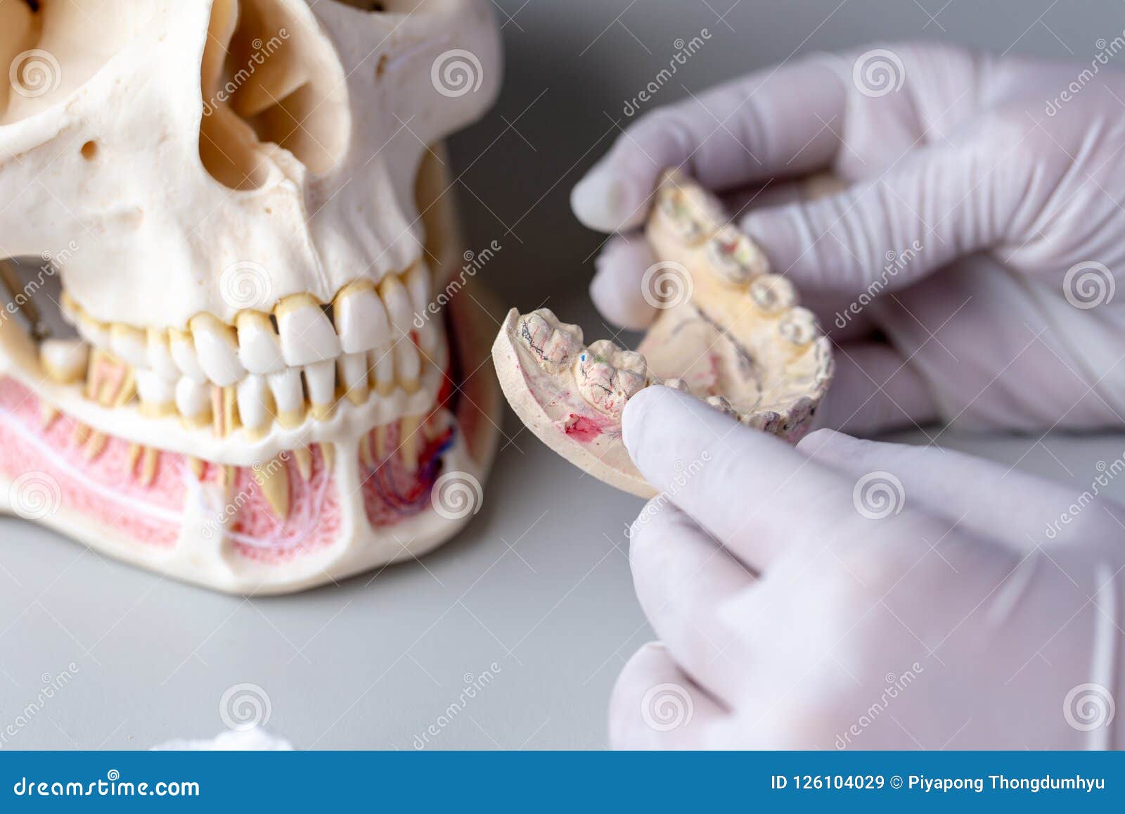 Tooth Model for Education in Laboratory. Stock Image - Image of concept ...