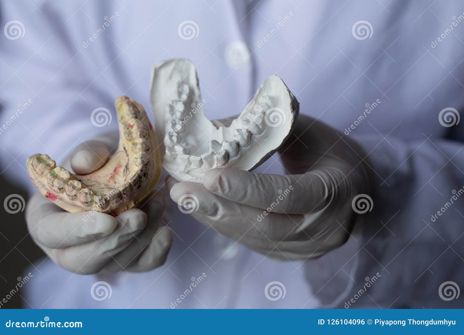 Tooth Model for Education in Laboratory. Stock Photo - Image of dentist ...