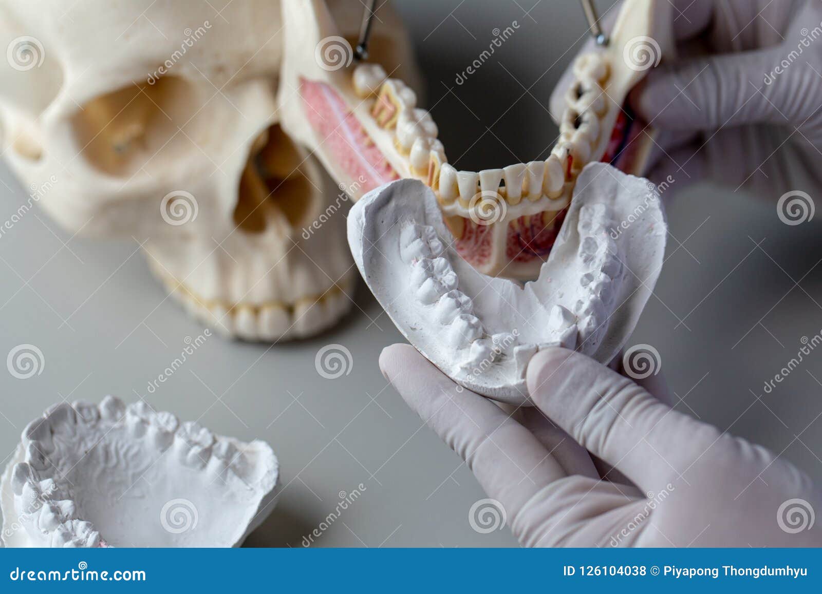 Tooth Model for Education in Laboratory. Stock Photo - Image of design ...